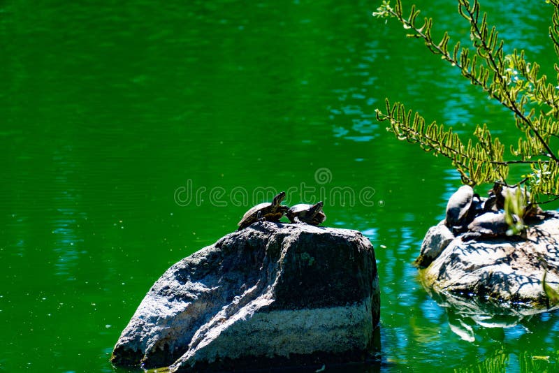 Couple of Turtles Sunbaking on a Rock in a Pond Stock Image - Image of ...