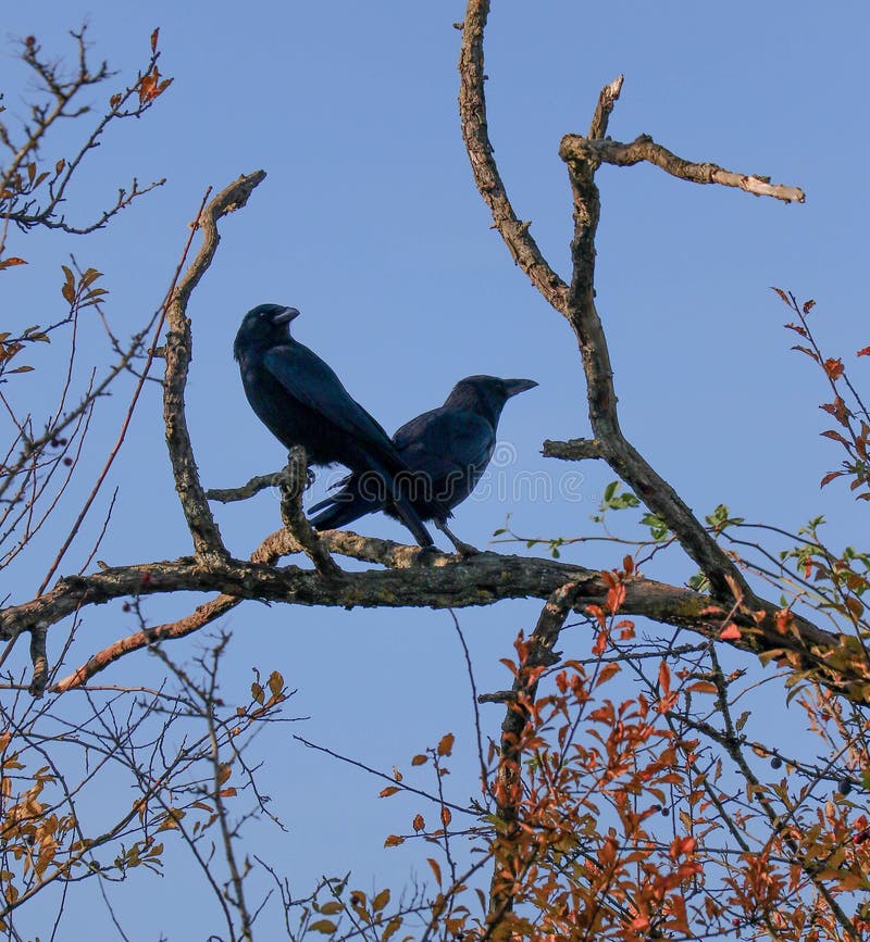 A Pair of Two Common Ravens Perched on a Tree Stock Photo - Image of ...