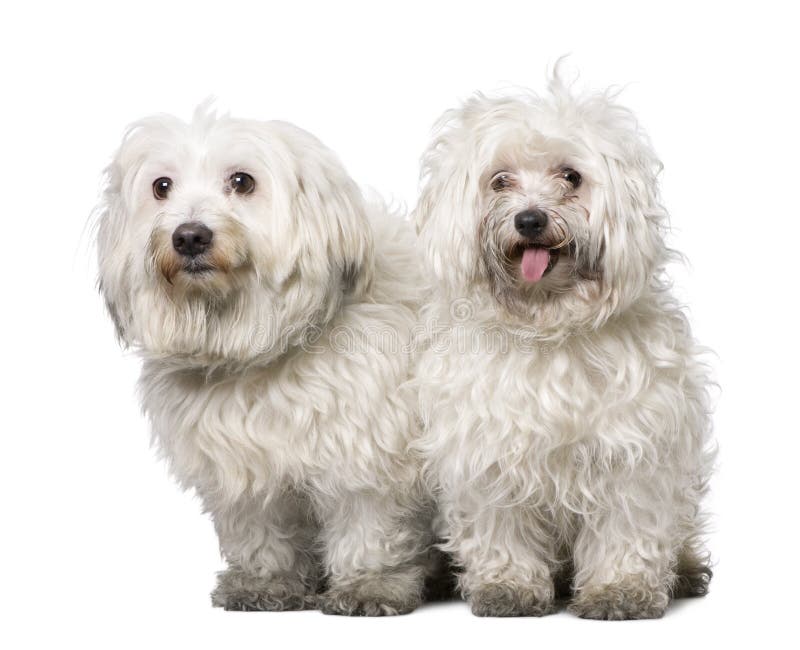Maltese Shitzu stock photo. Image of domestic, breed - 10980468