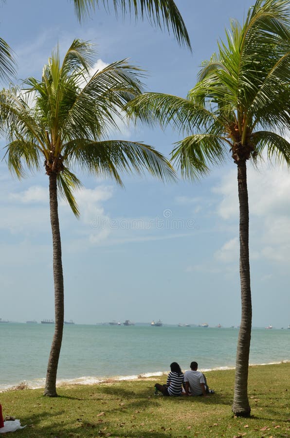 Couple under 2 palm trees stock image. Image of romantic - 50136529
