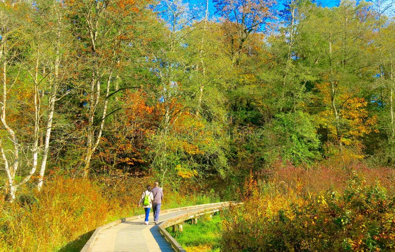Couple Walking Down the Pathway Surrounded by Beautiful Autumn Trees ...