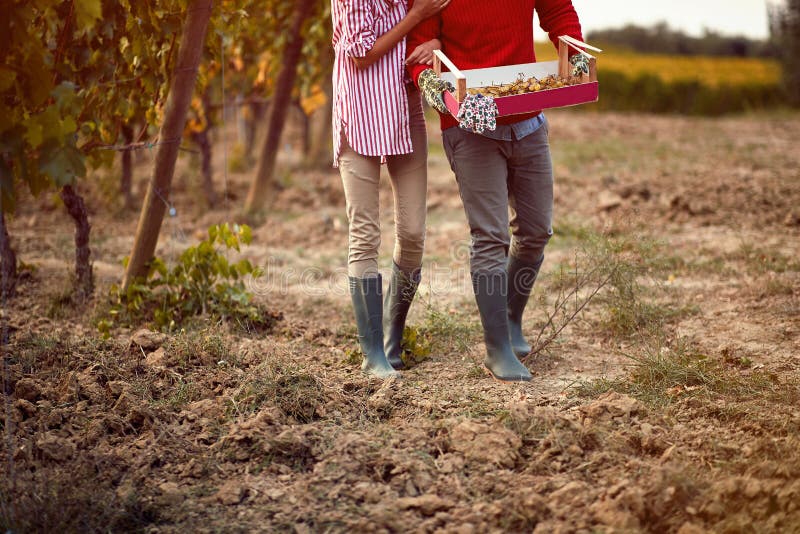 Couple Walking in between Rows of Vines in Countryside Stock Image ...