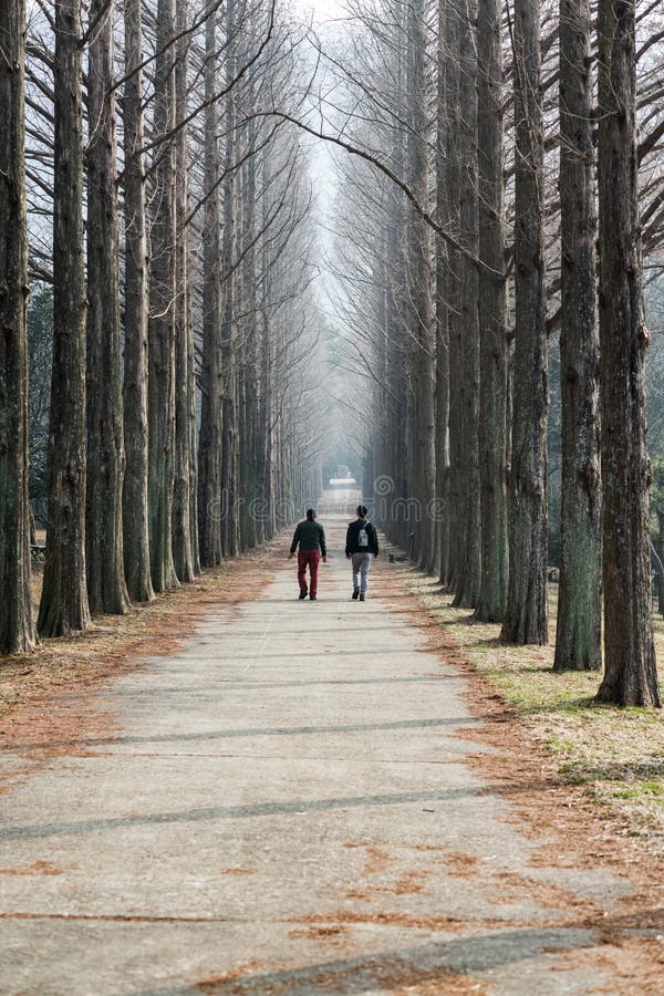 A Couple Walking Trough a Meta Sequoia Tree Lined Road in the Forests ...