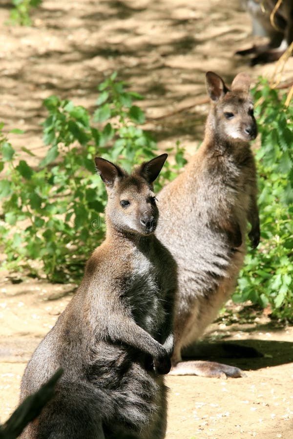 Two wallabies stock image. Image of green, park, face - 26684137