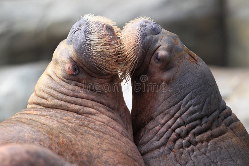 A pair of walruses stock photo. Image of predator, seal - 14578562