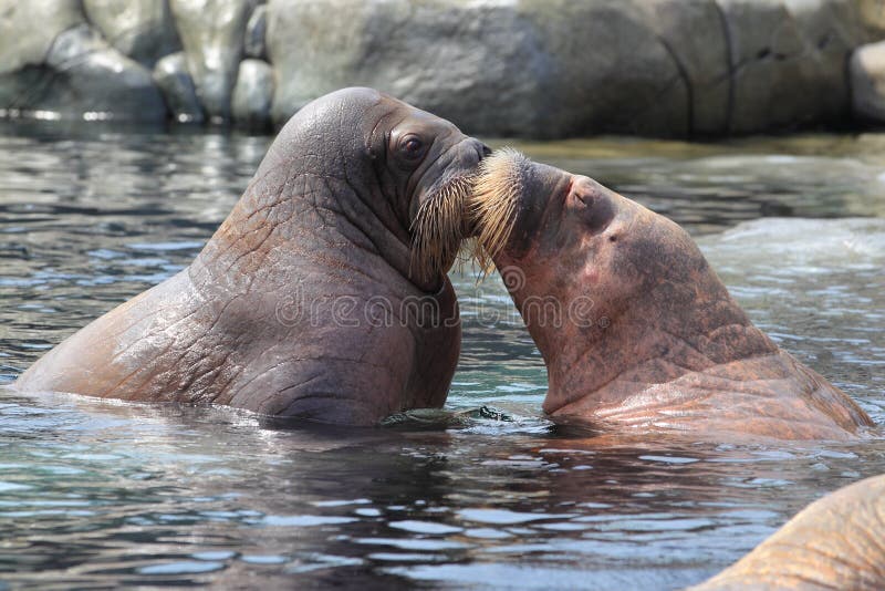 Couple of walruses stock image. Image of ocean, flippered - 31411771