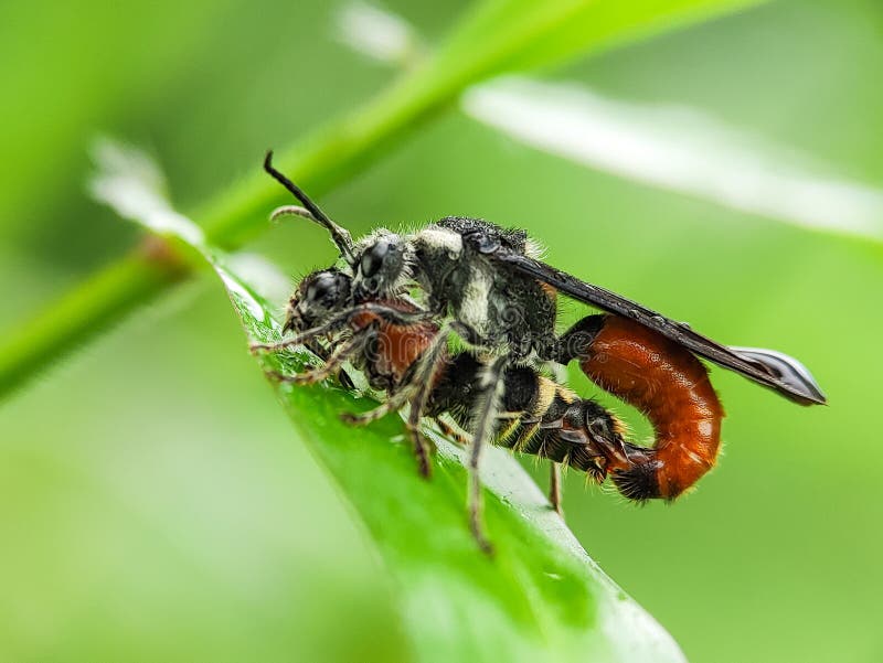 Couple of Wasp Making Love on the Leaf Stock Image - Image of growth ...