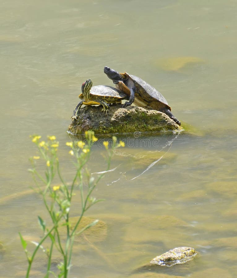 Water Turtles in Row Marching on a Log Stock Photo - Image of marine ...