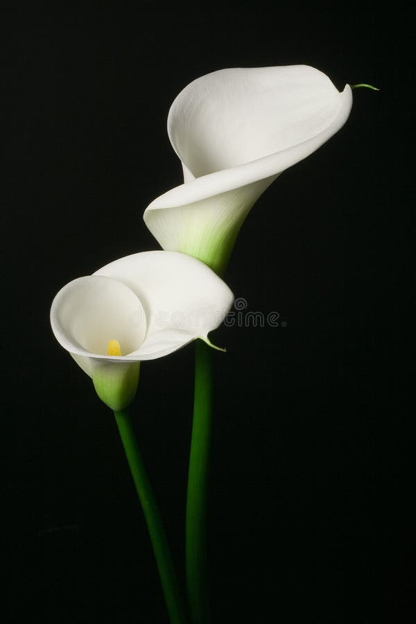 A Couple of White Calla Lily on a Black Background Stock Image - Image ...
