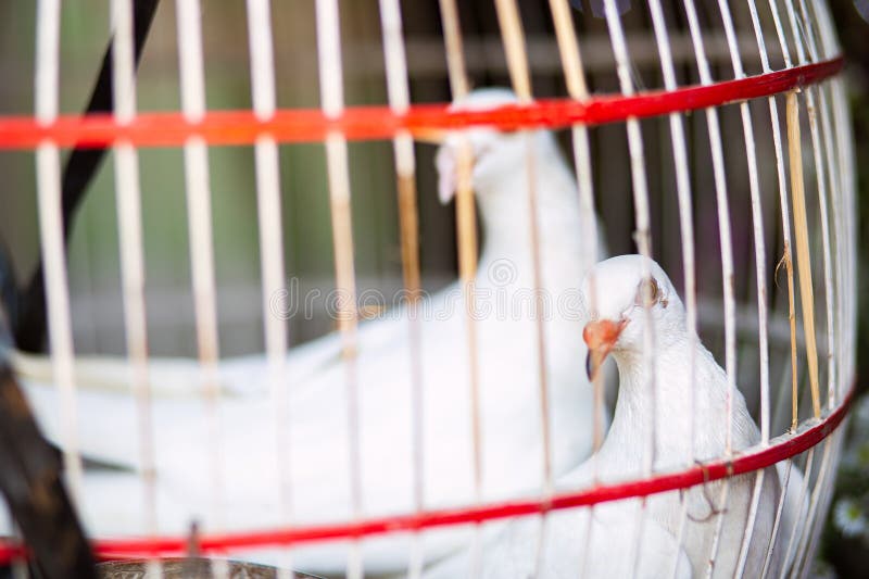 A couple of white doves stock image. Image of freedom - 273594657