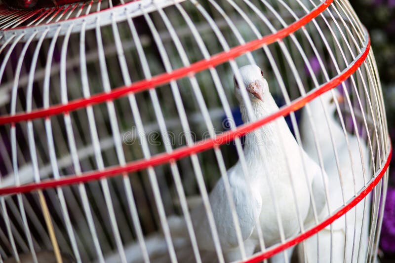 A couple of white doves stock image. Image of animal - 273594699