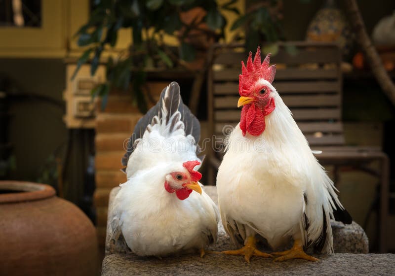 Couple of White Rooster Chicken Stock Photo - Image of female, elegant ...