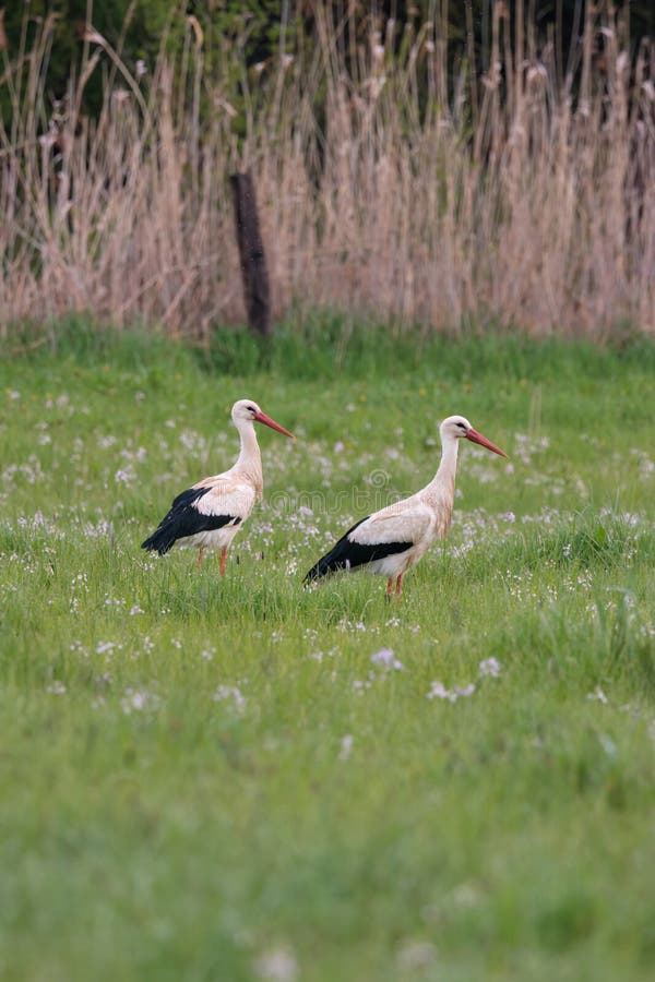 Couple of White Storks Wandering in Spring Flower Meadow Stock Image ...