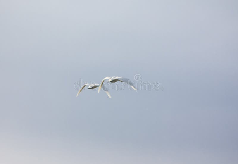 Couple White Swans Flying in a Blue Cloudy Sky, Finland. Back View ...