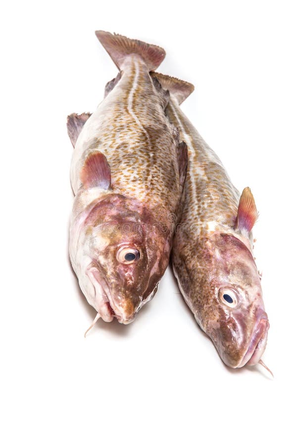 Couple of whole cod fish stock photo. Image of diet, salt - 50936478