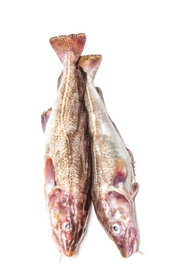 Couple Whole Cod Fish Stock Photos - Free & Royalty-Free Stock Photos ...