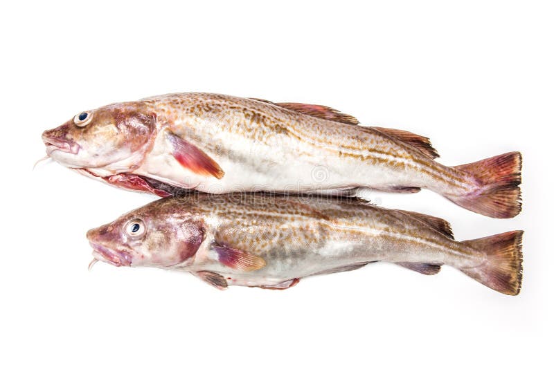 Couple Whole Cod Fish Stock Photos - Free & Royalty-Free Stock Photos ...