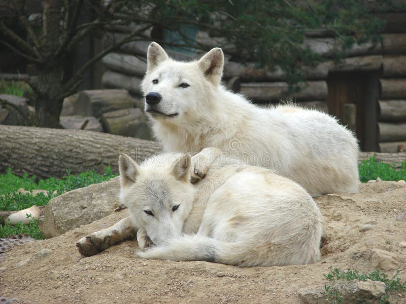 Couple Wolves Picture. Image: 2912778