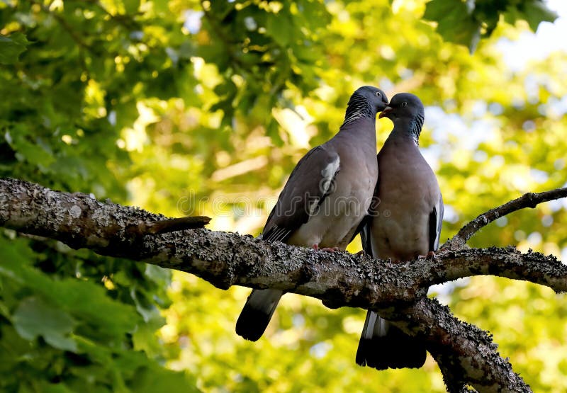 A Couple of Wood Pigeons Sitting on a Maple Branch Stock Photo - Image ...