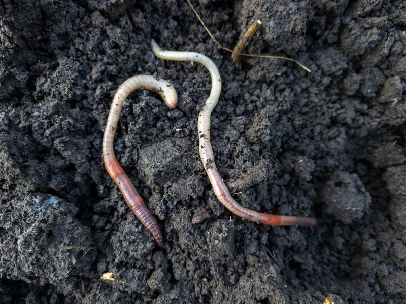 A Couple of Worms that are Laying in the Dirt Stock Photo - Image of ...