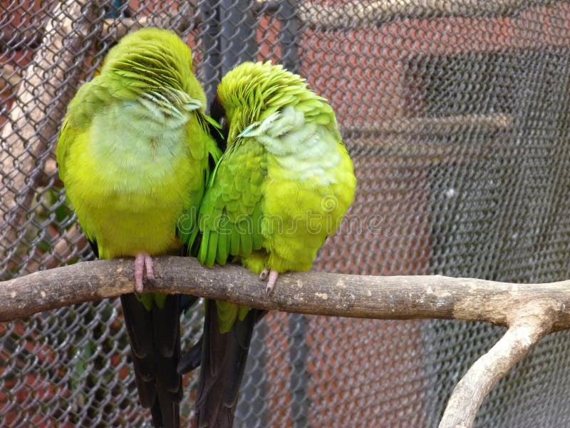Couple of Yellow and Green Birds Stock Photo - Image of color, beak ...