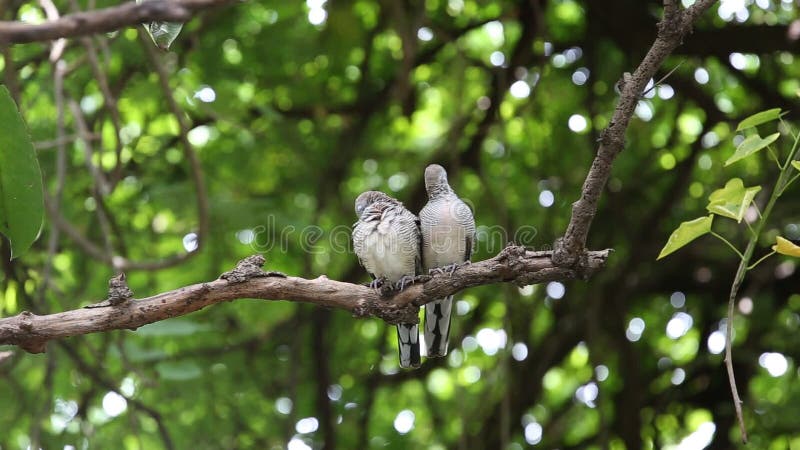 Couple Zebra Dove Relaxing Branch on Tree Stock Video - Video of ...