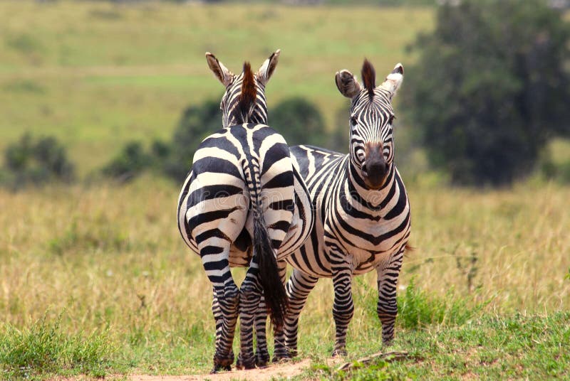 Couple of Zebras in National Forest in Kenya Stock Image - Image of ...