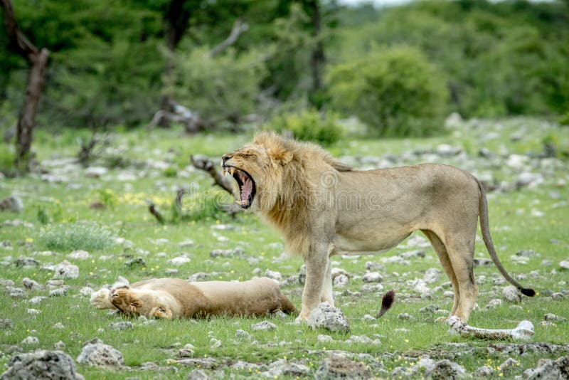Couples De Accouplement Des Lions Dans L'herbe Image stock - Image du ...
