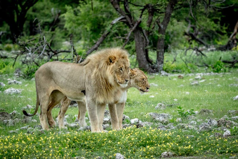 Couples De Accouplement Des Lions Dans L'herbe Image stock - Image du ...