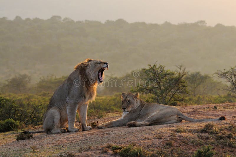 Couples De Accouplement Des Lions (krugerii De Lion De Panthera) Image ...