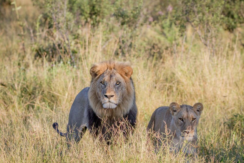 Couples De Accouplement Des Lions Se Tenant Dans L'herbe Photo stock ...