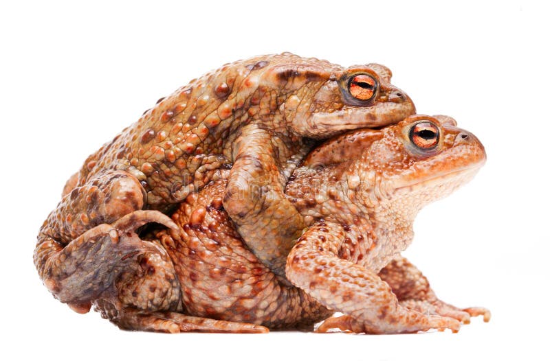 Couples De Accouplement Du Crapaud Commun, Bufo De Bufo Photo stock ...