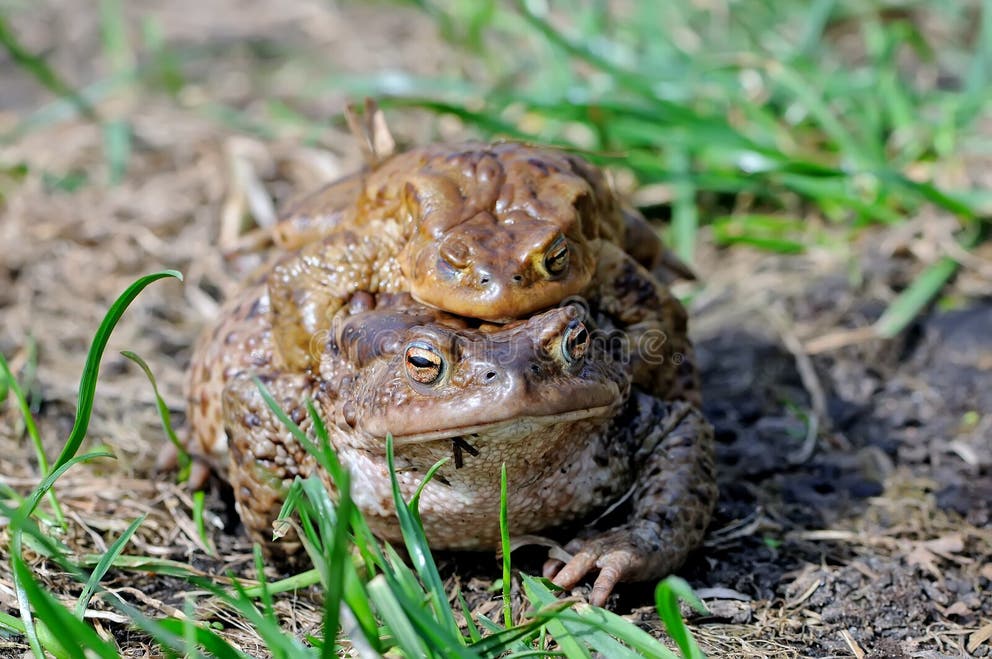 Couples De Accouplement Du Crapaud Commun, Bufo De Bufo Photo stock ...