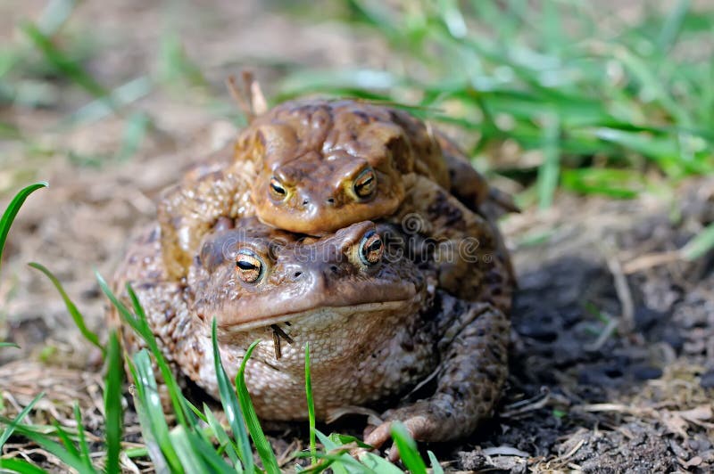 Couples De Accouplement Du Crapaud Commun, Bufo De Bufo Photo stock ...