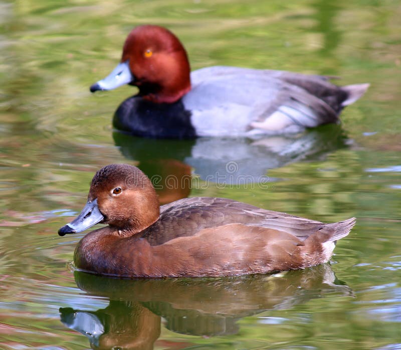 Couples De Canard Roux De Femelle De Canards Photo stock - Image du ...