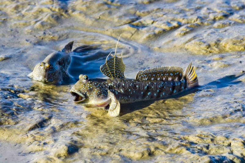 Poissons De Capitaine De Boue Photo stock - Image du tropical, boue ...