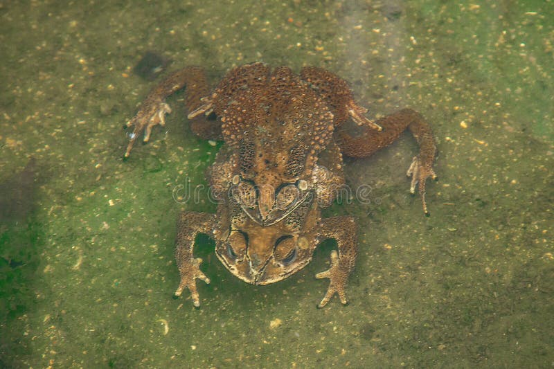 Couples De Crapaud Dans Le Crapaud D'élevage De L'eau Faisant Des Oeufs ...