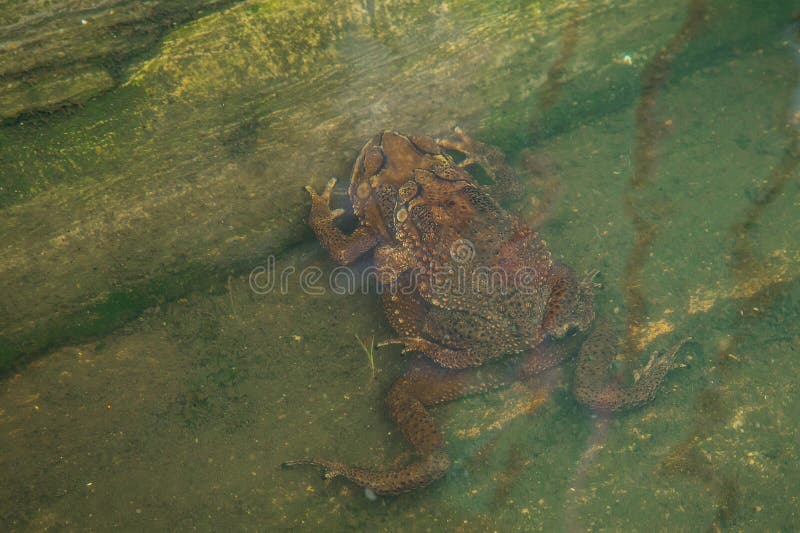Couples De Crapaud Dans Le Crapaud D'élevage De L'eau Faisant Des Oeufs ...