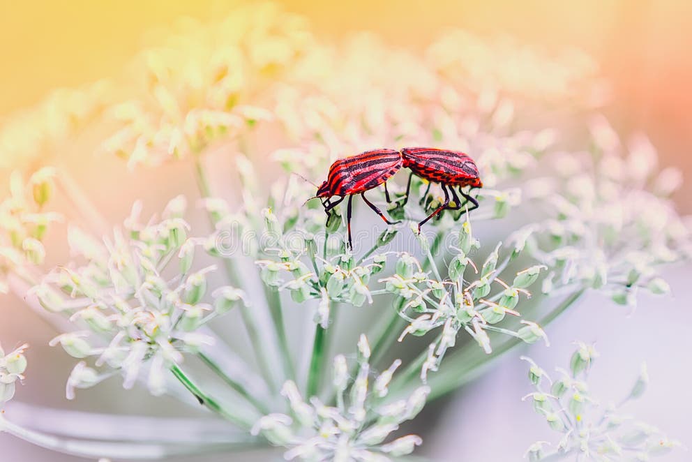 Couples De L'accouplement Rouge D'insectes De Bouclier Image stock ...