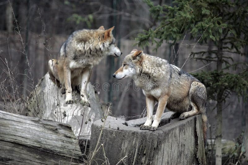 Couple de loups image stock. Image du carnassier, couples - 3831313