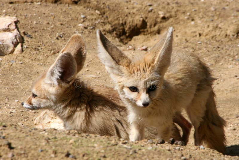 Couples des fennecs 2 photo stock. Image du animal, sauvage - 10998010