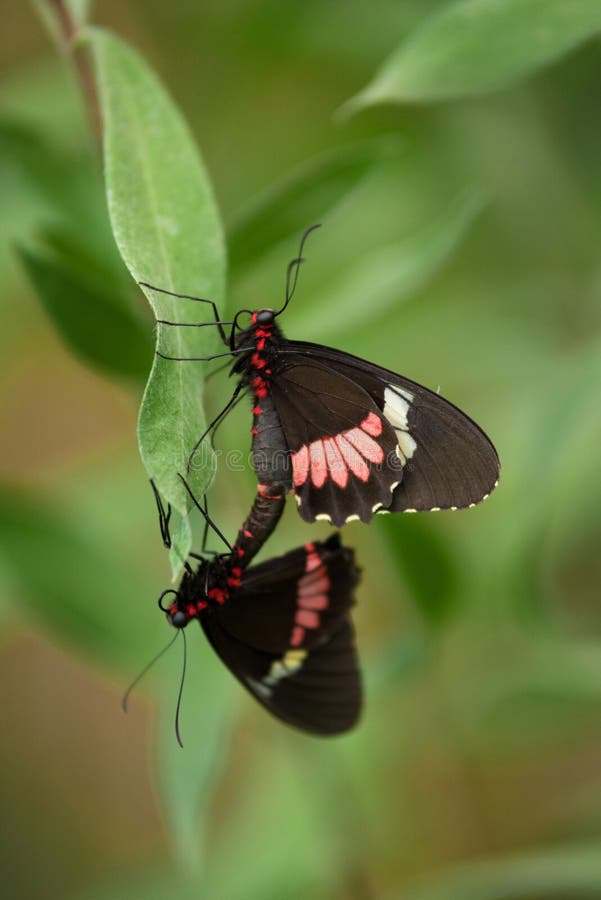 Couples Des Papillons Heliconus Sur La Feuille Verte Photo stock ...