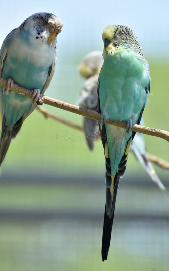 Couples Des Perruches Communes En Pastel Sur Une Branche Photo stock ...