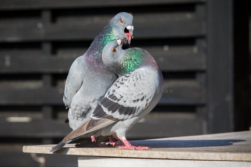 Couples of Homing Pigeon Bird Natural Mating Stock Image - Image of ...