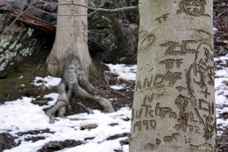 Couples Names Carved in a Tree Stock Photo - Image of love, background ...