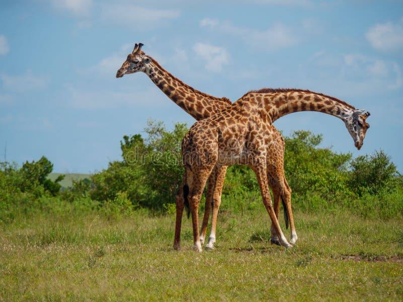 Photos de Accouplement De Girafe - Photos de stock gratuites et libres ...