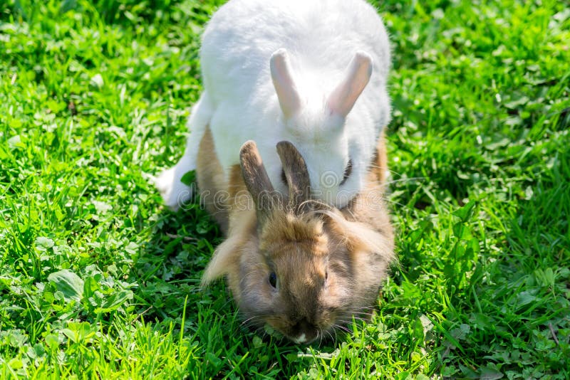 Mating rabbits stock image. Image of background, mating - 19922413