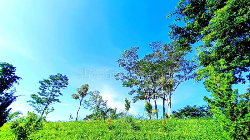 Couples of Tropical Trees Standing in the Green Fields Stock Photo ...