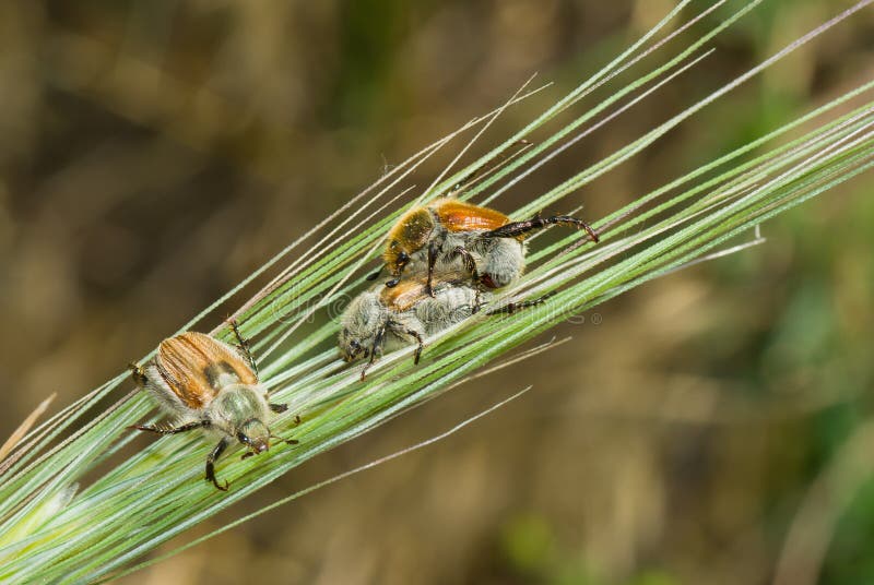 Coupling Act in Beetle Polygamous Family Stock Photo - Image of coitus ...
