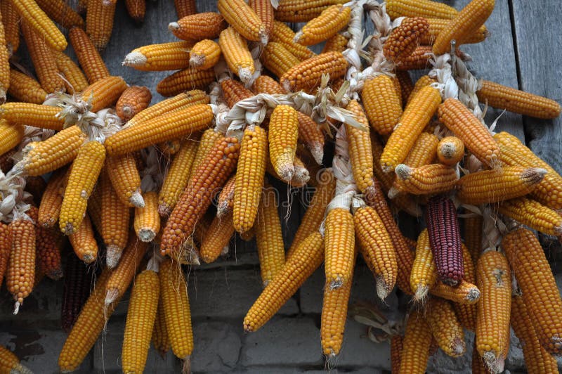 Coupling with Corn on the Wall_5 Stock Image - Image of agribusiness ...